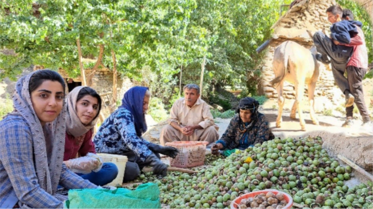 Annual harvest of a large amount of walnuts in the village from just ...
