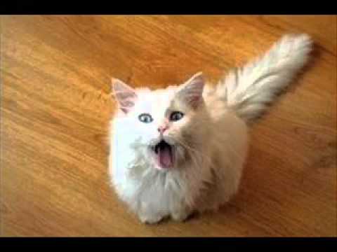 Kedi sesleri