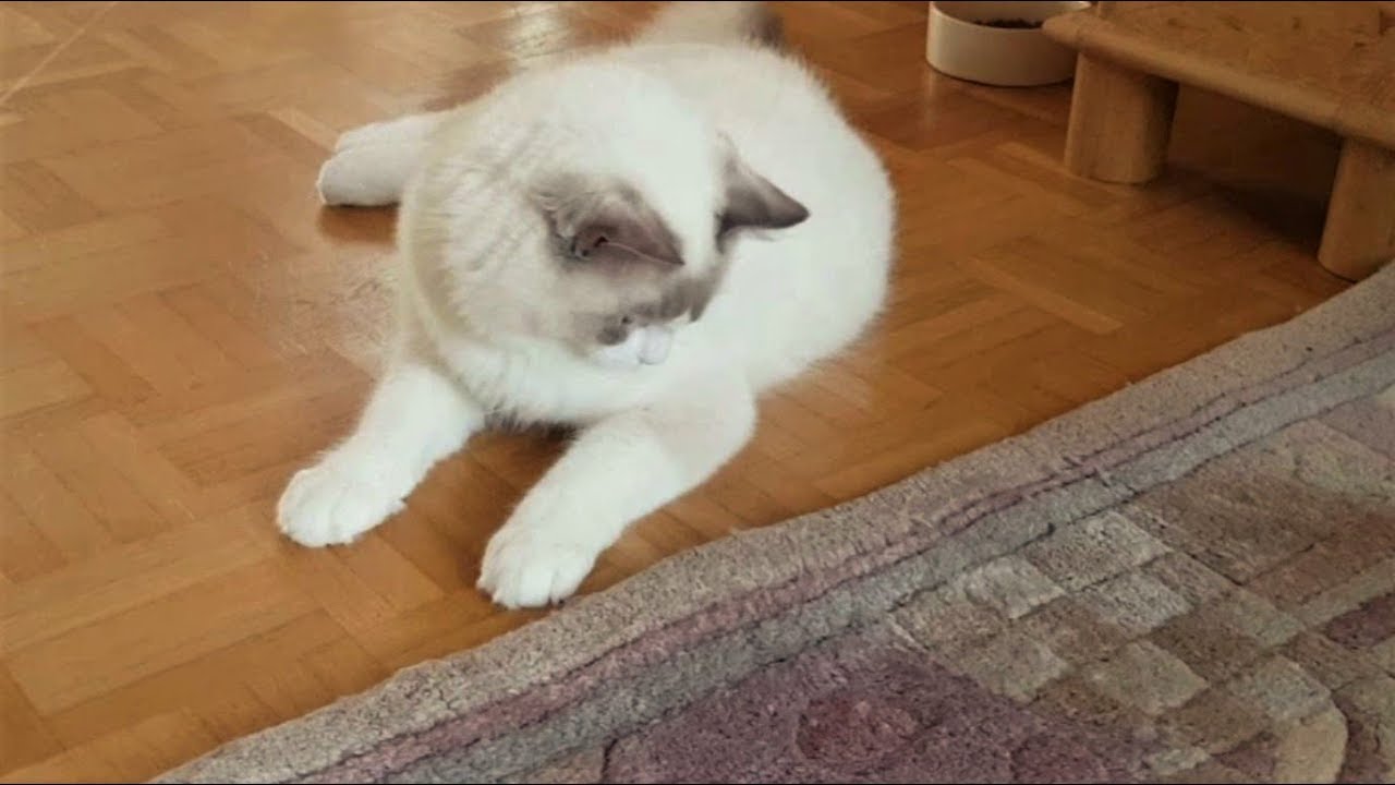 ...cats love carpets... - Ragdoll Merlin's adventures - YouTube