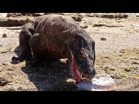 Today the Komodo dragon eats cuttlefish - YouTube