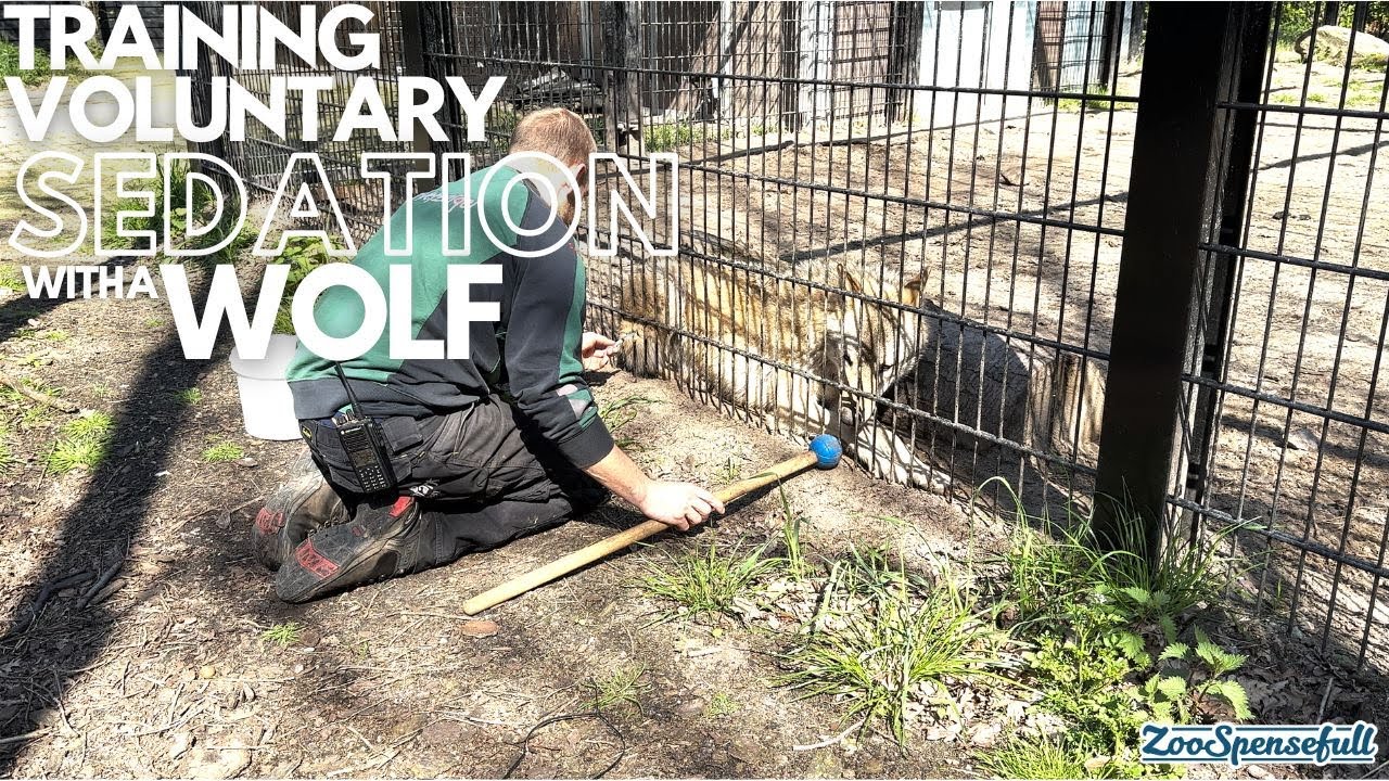 Wolf Training; What do we inject? - YouTube