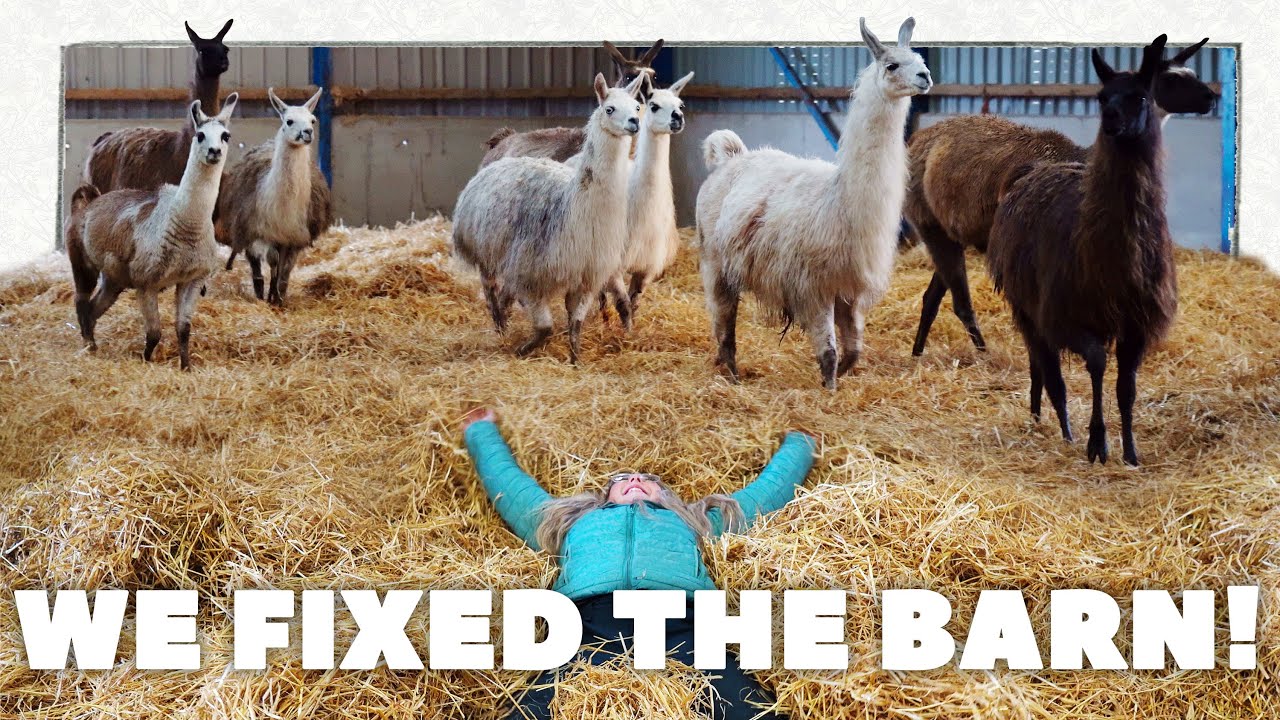You've only barn and done it! | The Barn is Fixed 🦙 - YouTube