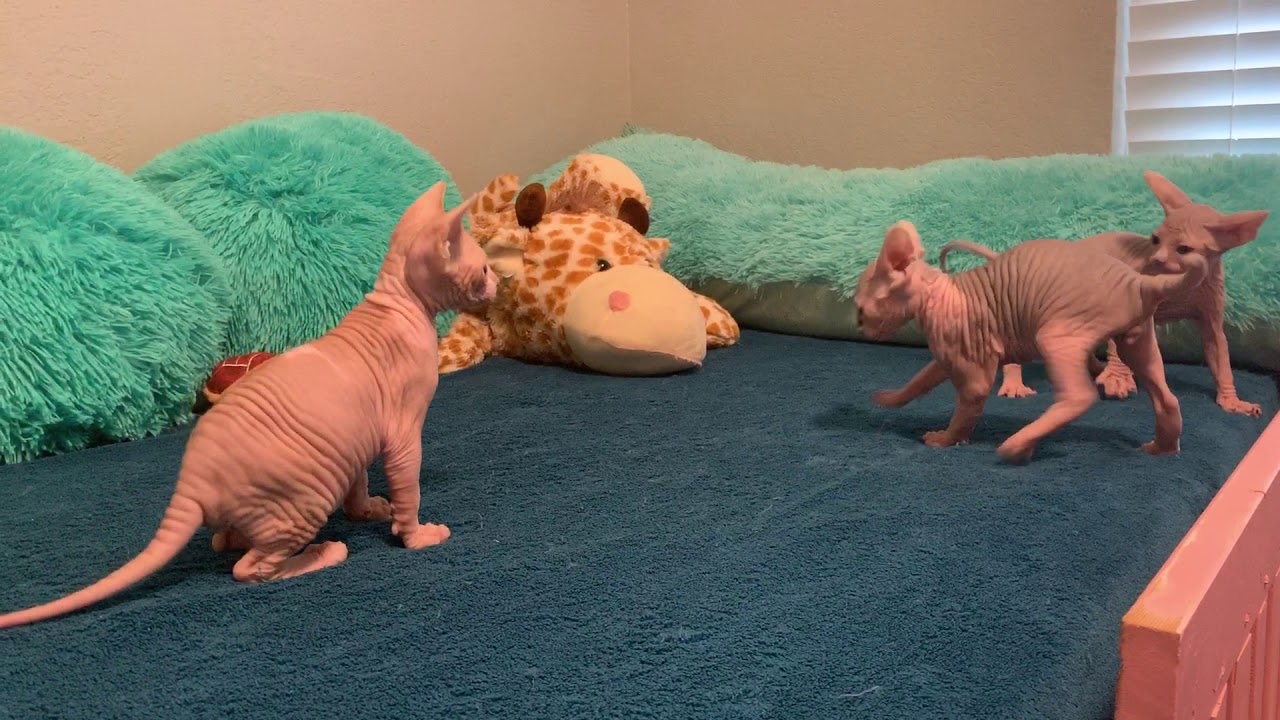 Baby Sphynx Kittens, having a quality rumble! - YouTube