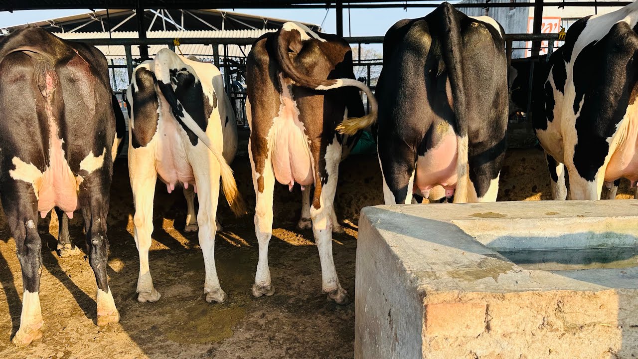 Original 🏅ABS styker ,bravo ,beast semen 1 st lactation with 35 lt milk ...