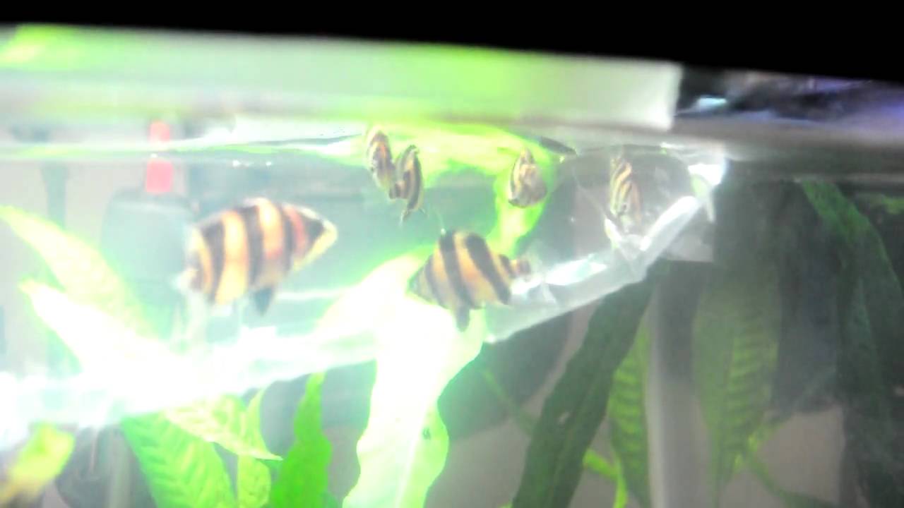 Baby 3 Bar Datnoid Tiger - YouTube