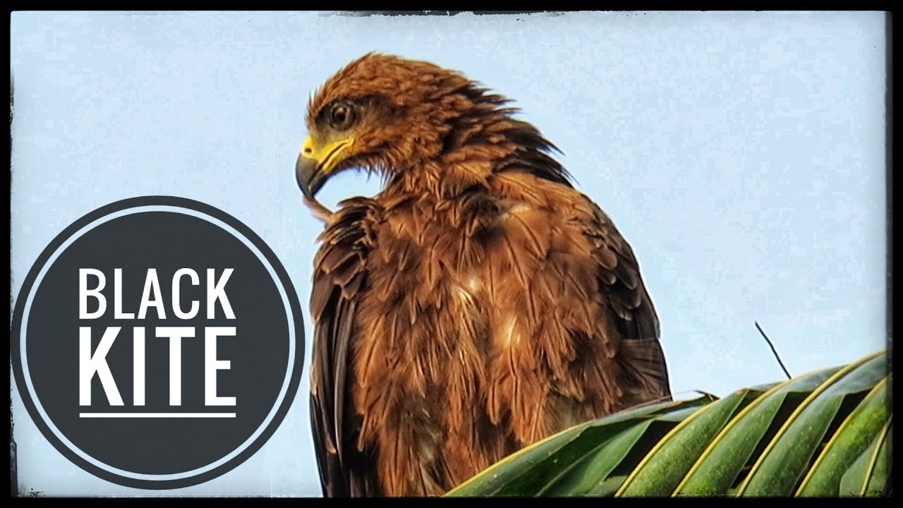 INTERESTING BEHAVIOR OF BLACK KITE ചക്കിപ്പരുന്ത് Cheel #Birds# ...