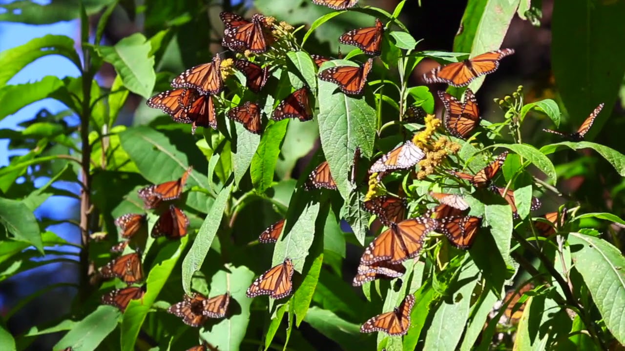 Monarch Butterflies - Mexico 2020001 - YouTube