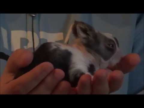 Baby bunny 15 days old - Bilby the sleepy & bit hairless bunny - YouTube