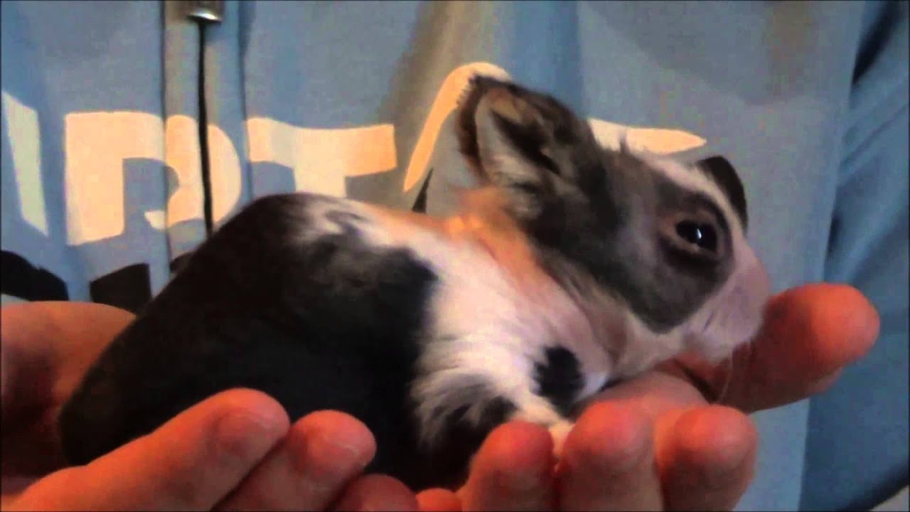 Baby bunny 15 days old - Bilby the sleepy & bit hairless bunny - YouTube