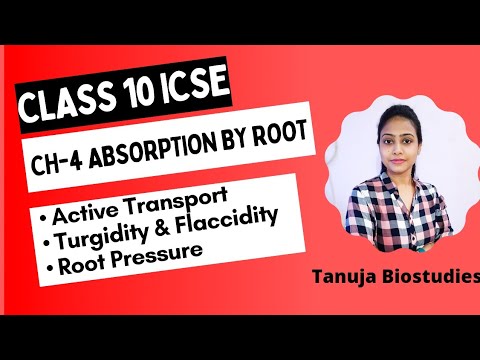Ch-4 Absorption by Root | Active Transport |Turgidity and Flaccidity ...