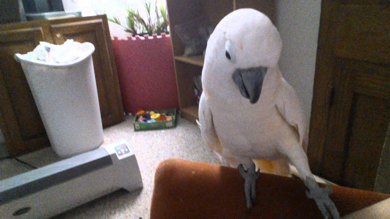 Goofy Talk With Max - YouTube