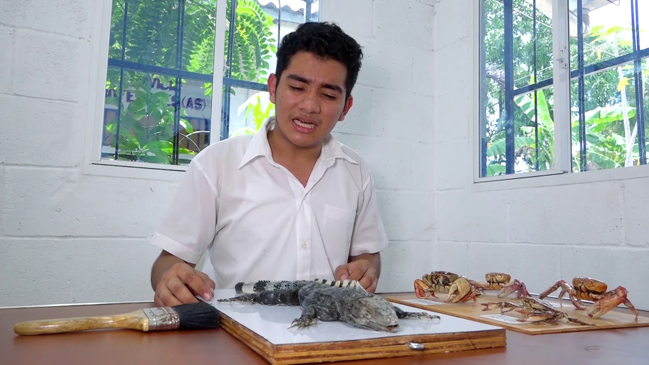 ANIMALES DISECADOS - C21 - YouTube