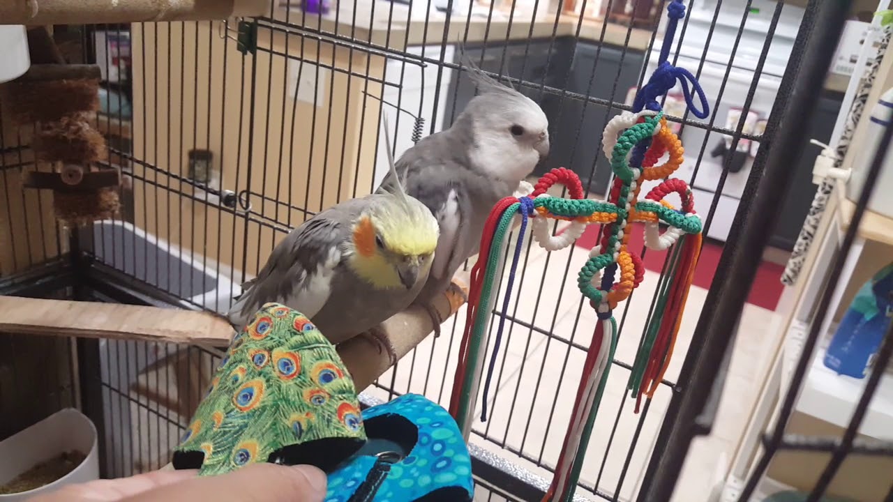 Step 1 introduce the flight suit to your cockatiels - YouTube
