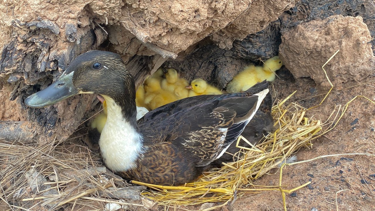 Wow! Duck Hatching Ducklings New In Nest | Amazing Pekin Hatching Babe ...
