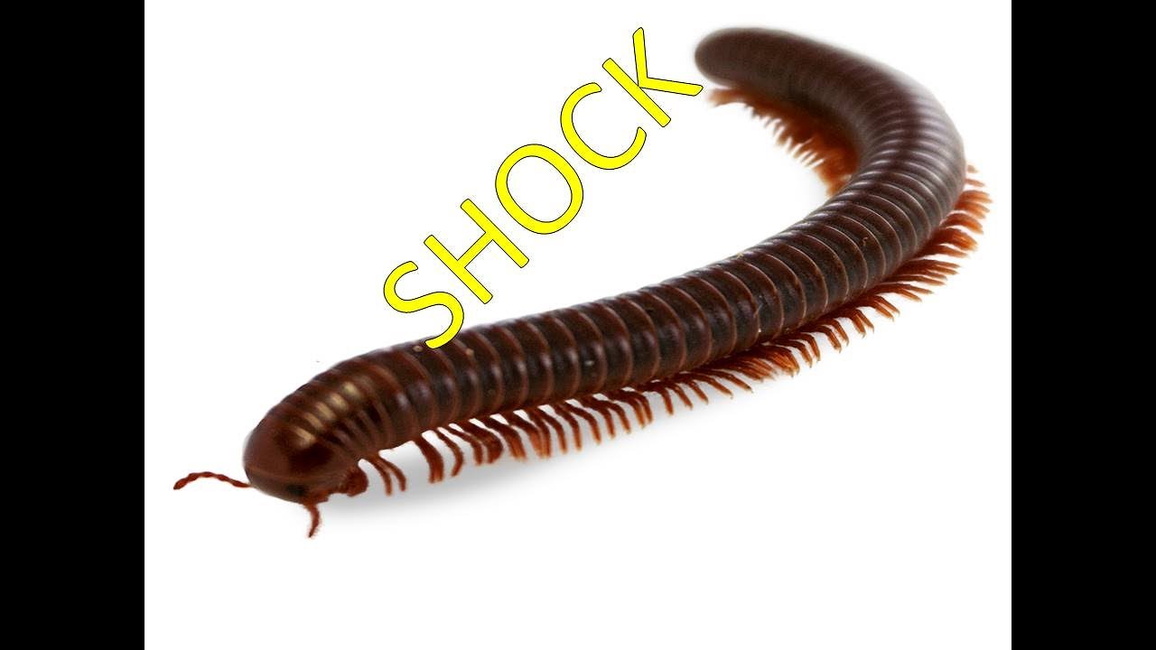 After the rain He appears : Mr. Millipede- The beast - YouTube