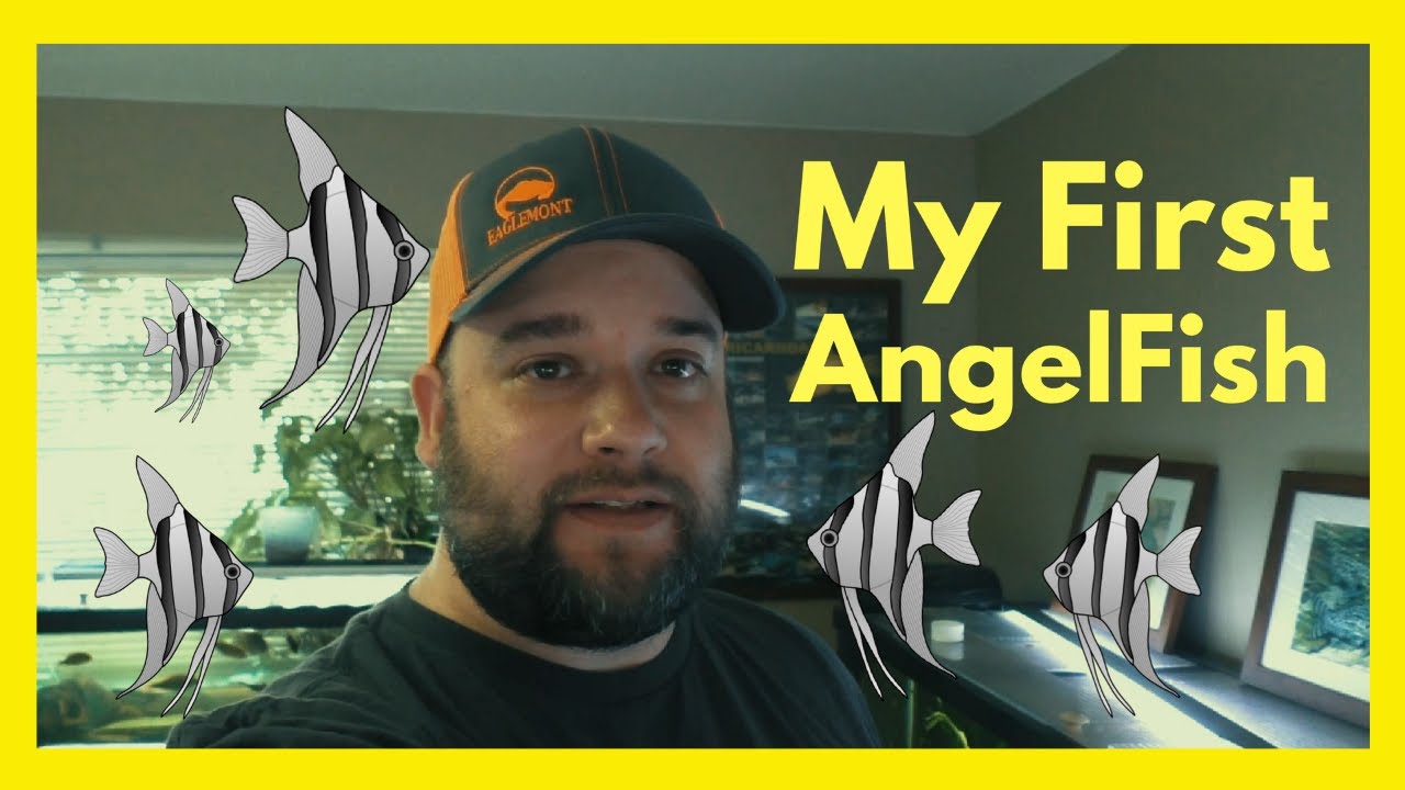 My First Angelfish - Pterophyllum Leopoldi Wild Caught - Long Nose ...