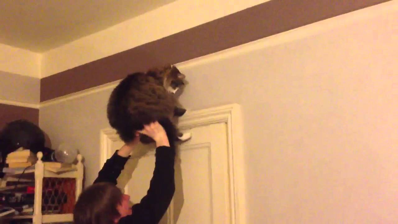 Trying to balance cat on door fail. - YouTube