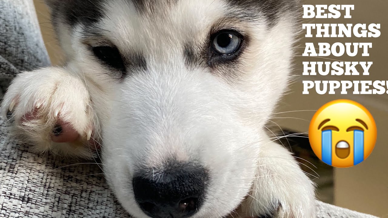 The Best Things About Husky Puppies! [TRY NOT TO LAUGH] - YouTube