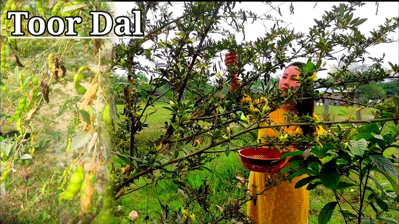 Toor Dal// Arhar Dal harvesting// - YouTube