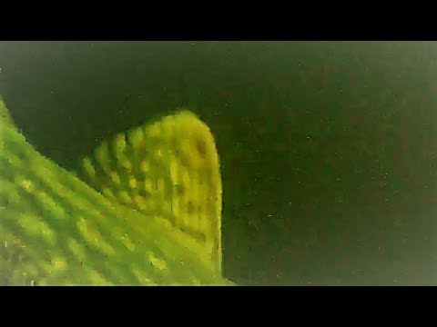 Deep water Pike inspecting live bait - YouTube