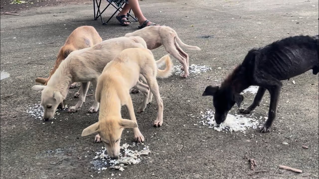 Pinakain namin ang mga asong itinapon sa pulo! Sobrang papayat😭 - YouTube