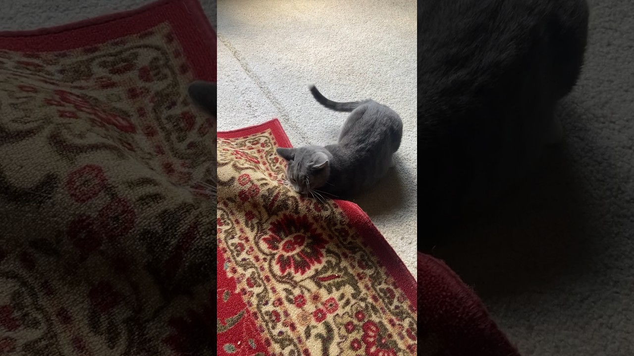 Clarisse vs. The Carpet Pt. 1! #cats #cat #pets - YouTube