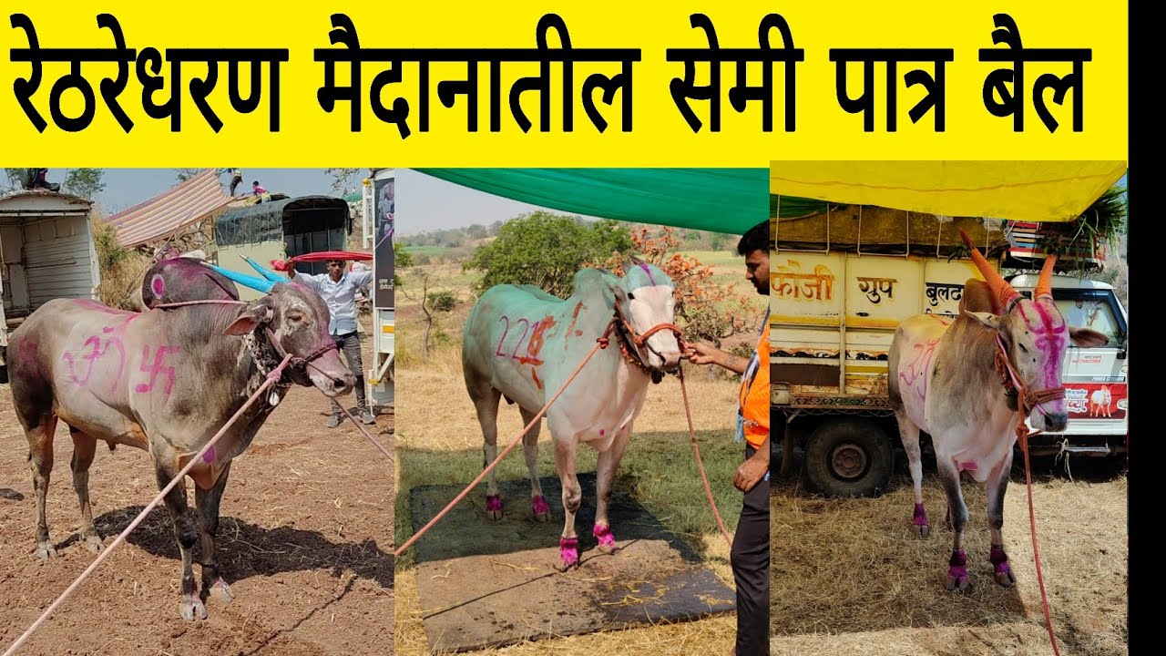 देवेंद्र फडणवीस केसरी रेठरेधरण मैदानातील सेमी पात्र बैल | Bailgada ...