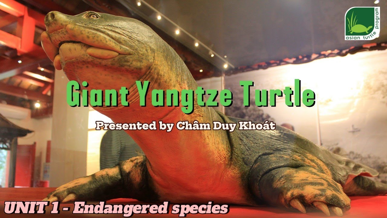 UNIT 1: Endangered Species - Giant Yangtze Turtle (Rafetus swinhoei ...