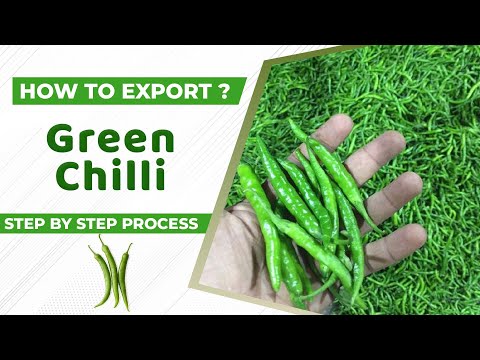 How to Export Green Chilli A to Z information | Green Chilli Export ...