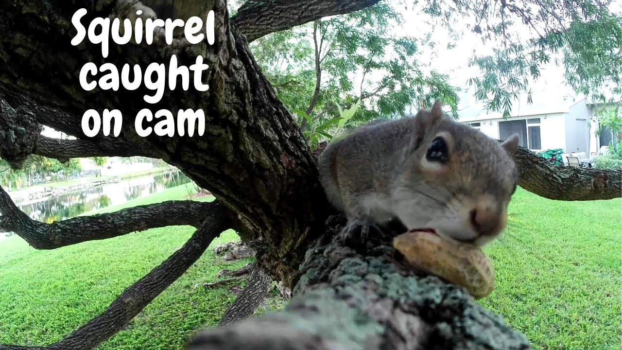 Feeding Peanut to Squirrel in Tree Branch - YouTube