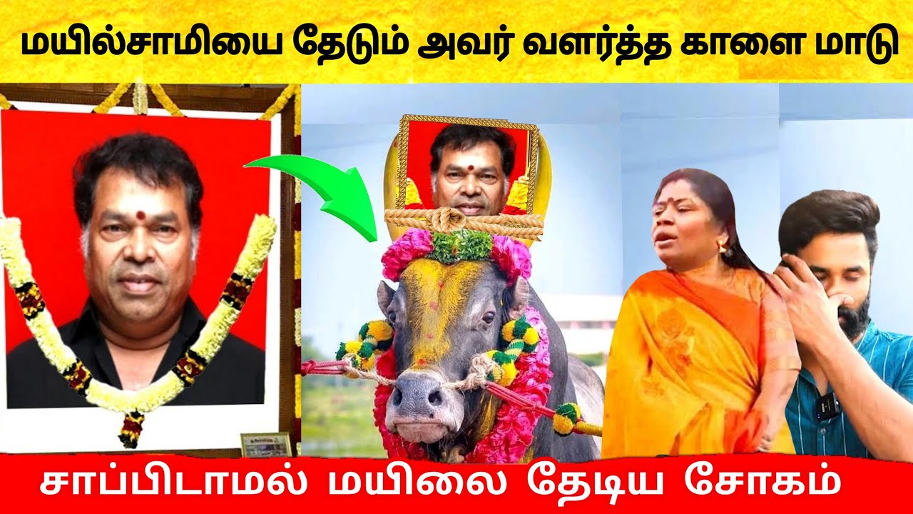 சாப்பிடாமல் மயில்சாமியை தேடிய சோகம் அவர் வளர்த்த காளை மாடு செய்த ...