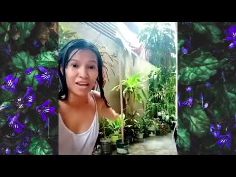 no bra ligo challenge cocomelon #tiktok #shorts