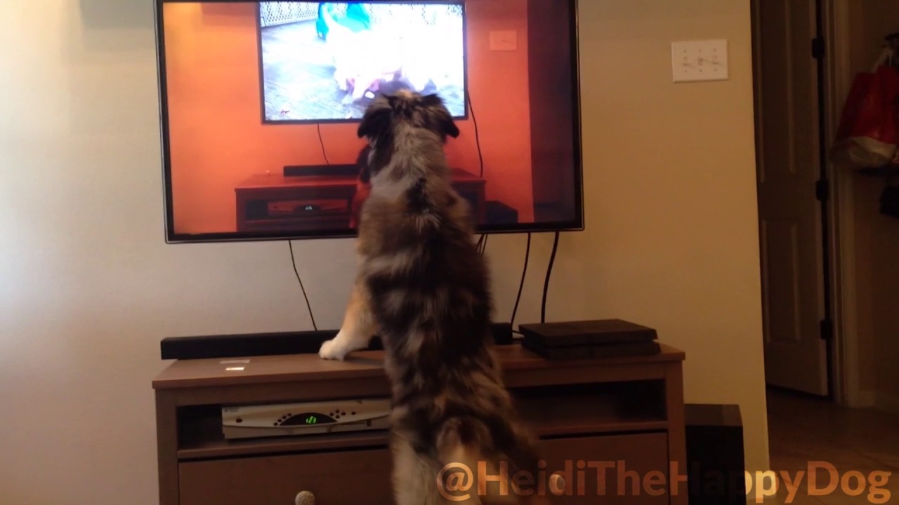 Heidi The Dog, Watching Heidi The Dog Watching Dogs on TV - YouTube