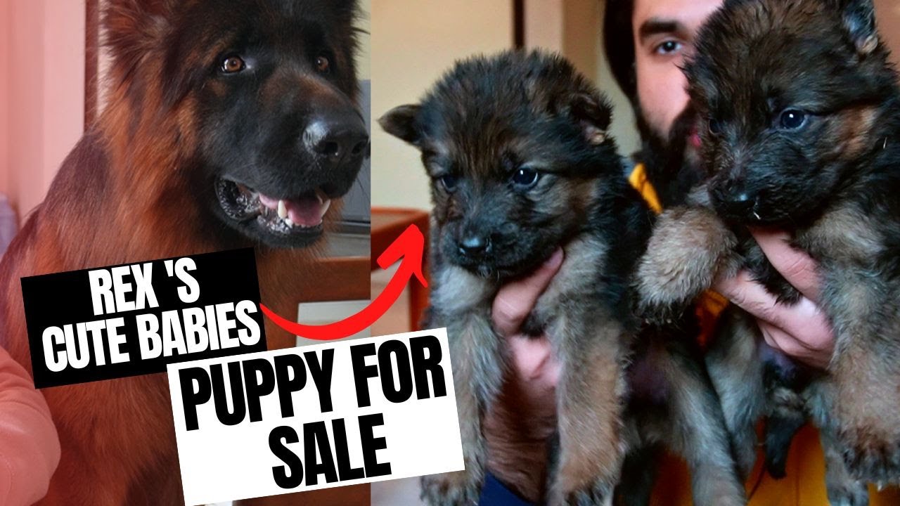 Puppy For Sale | Rex Babies | Puppy Diet - Live - YouTube