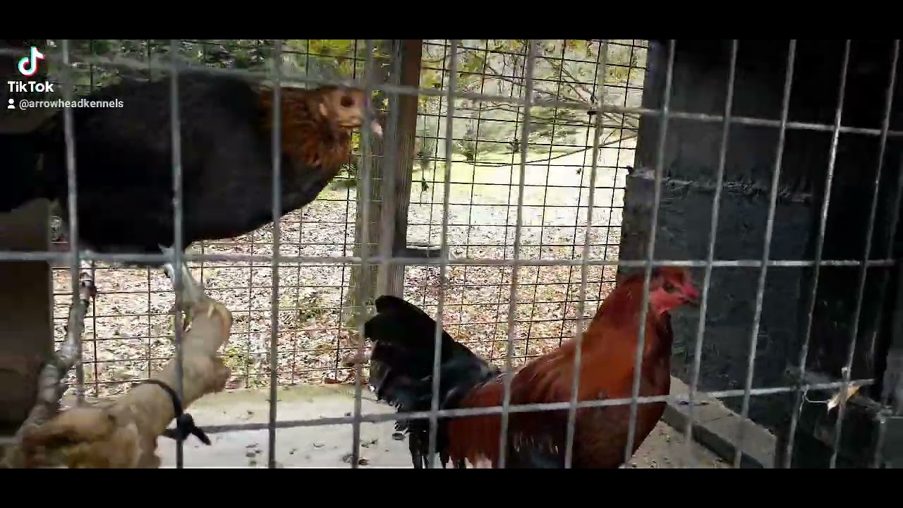 BR hen and a BR , Blue Face rooster - YouTube