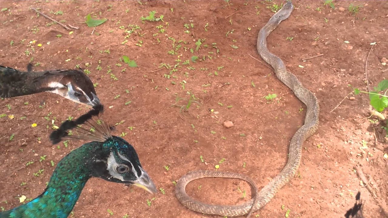 Battle at Kaikatty Peacocks vs cobra. - YouTube