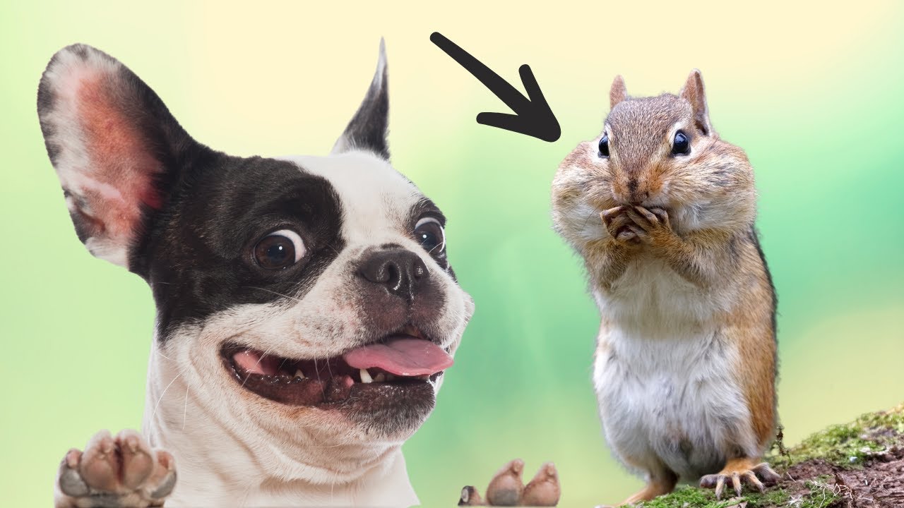 Video That Makes Dogs Go Crazy!!! - YouTube