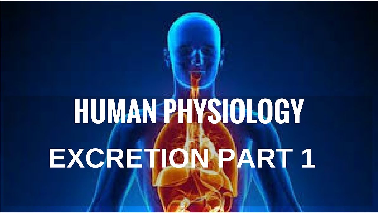 Human Physiology - Excretion Part 1 - YouTube