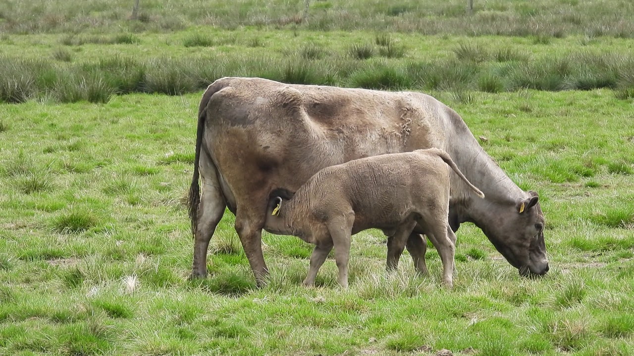 Beautiful cow without horns - YouTube