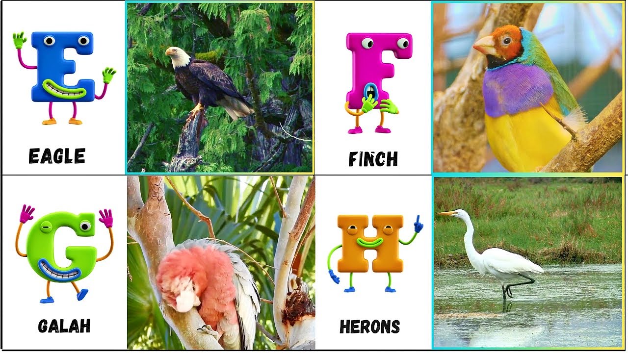 ABC Flying Animals Song for Kids | Learn English and Animals #abcd ...