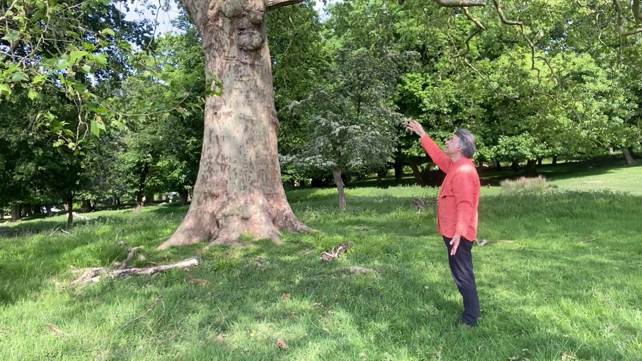 Qigong tree meditation to re charge your energy, how to bring the ...