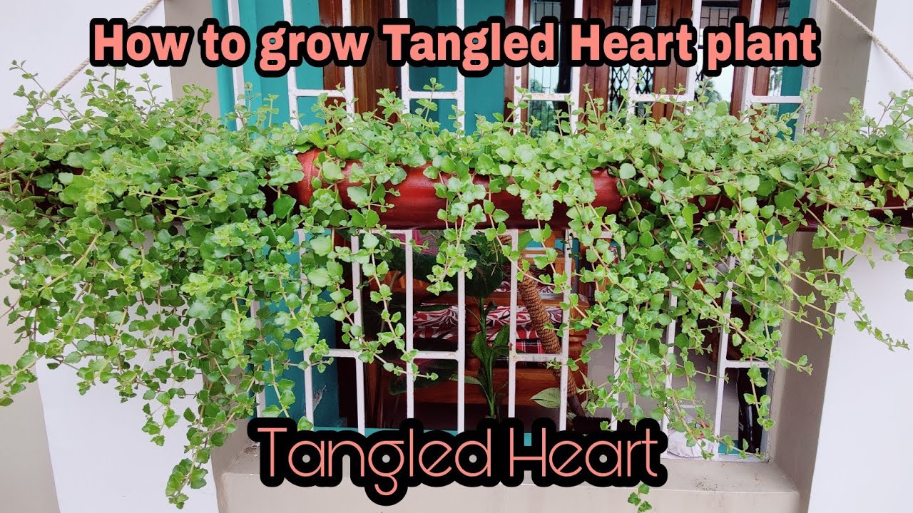 My Tangled Heart Plant ☘️ How to grow Tangled Heart Plant ☘️ Tangled ...