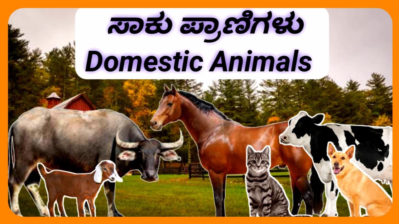 Domestic Animal name in Kannada and English with pictures ...