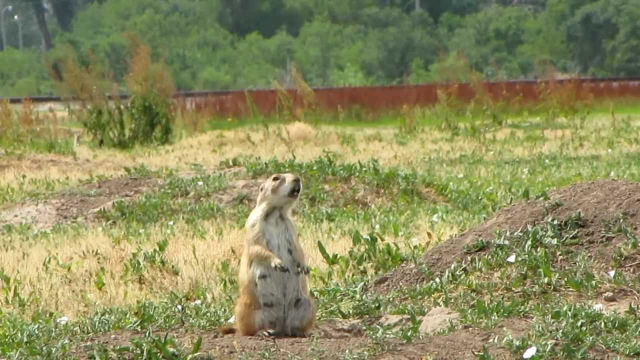 Barking Prairie Dog - YouTube