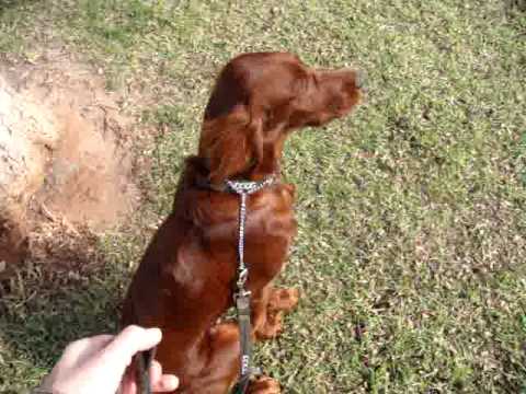 Windseeker Irish Setter Harry chasing birds - YouTube