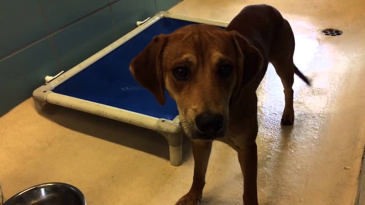 Meet a Hound currently available for adoption at Petango.com! 9/27/2015 ...