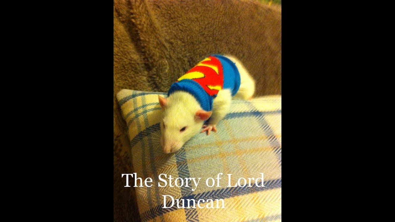 Lord Duncan the Rat - The Story of Lord Duncan - YouTube