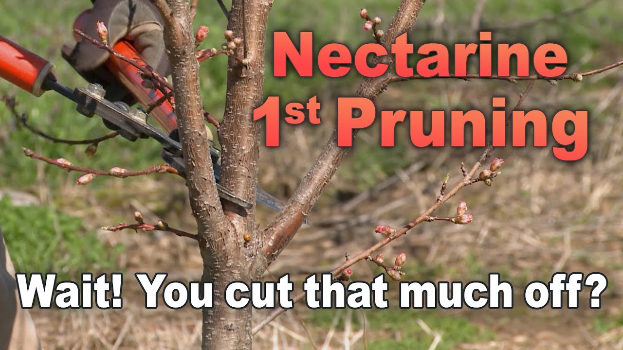 First Pruning of a Peach, Nectarine, or Plum Tree - YouTube