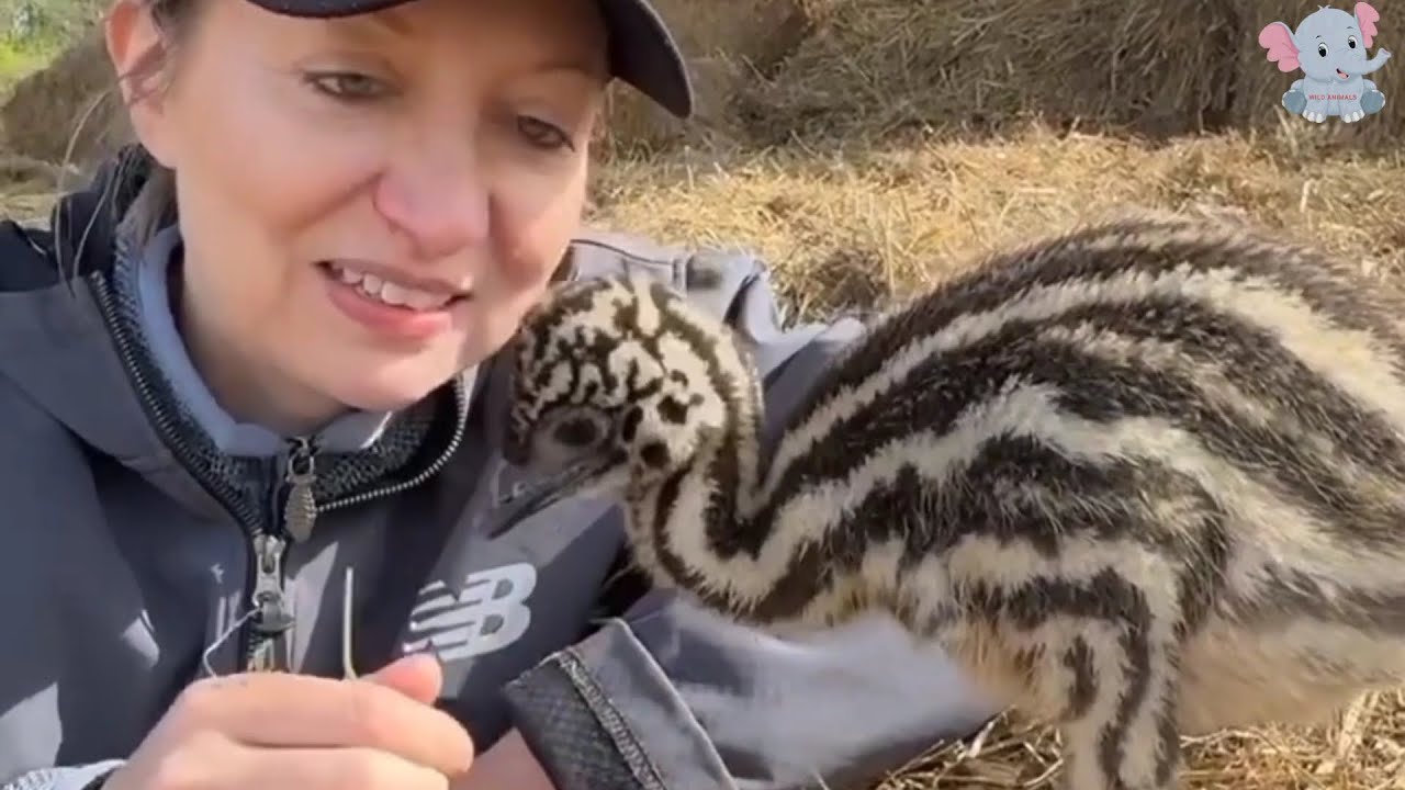 A Remarkable Bond: Rescuing a Strange Egg That Hatched an Unexpected ...