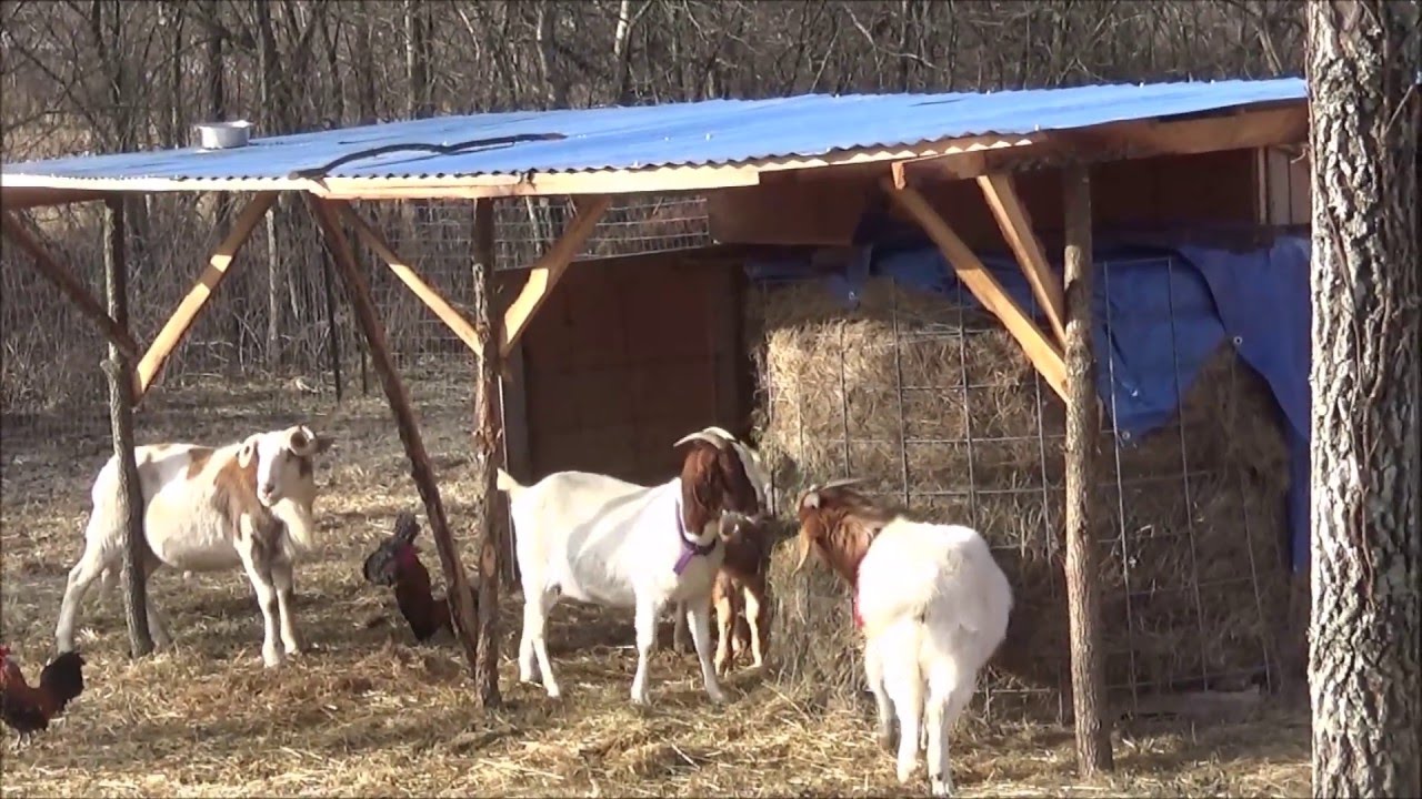 New goat coming to the Homestead - YouTube
